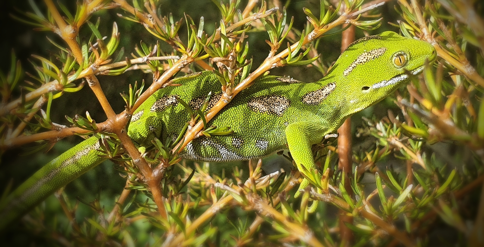 Department of Conservation - Level